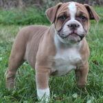 Gallery – Rio Bravo Bulldogges